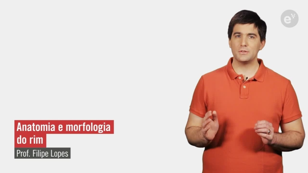 Anatomia e a morfologia do rim - Escola Virtual