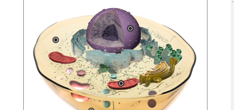 Célula animal 3D - Escola Virtual