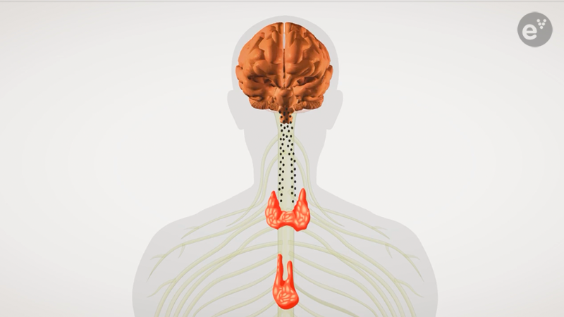 Importância do sistema neuro-hormonal no organismo - Escola Virtual